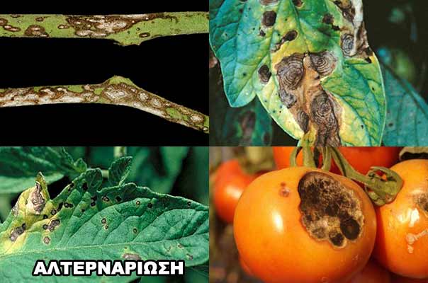 Αναγνωρίστε τις Ασθένειες της Ντομάτας και Αντιμετωπίστε τες με ...