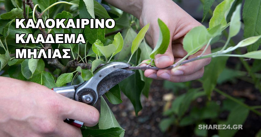 Το Καλοκαιρινό Κλάδεμα Καρποφορίας Σε Μηλιές Και Αχλαδιές! - share24.gr