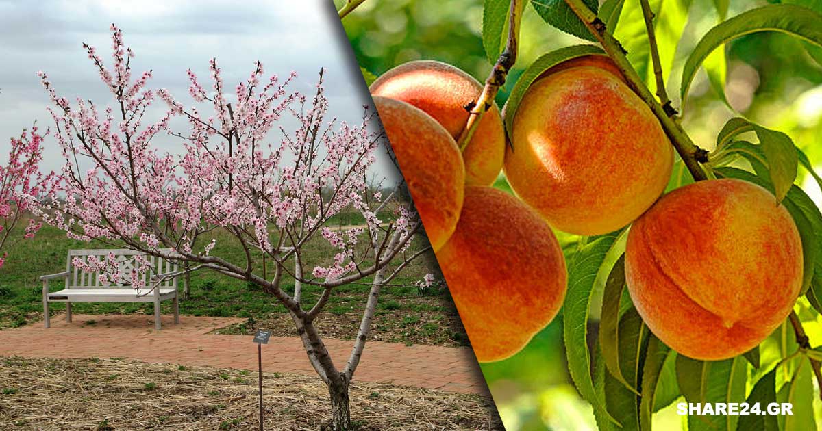 Πώς να Κλαδέψετε τις Ροδακινιές & τις Νεκταρινιές Σας - Ένας Πλήρης ...